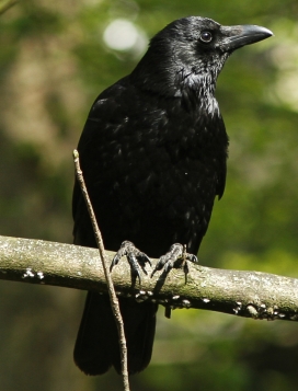 A Clever Crow with a Mighty Bird Brain - Relationship World